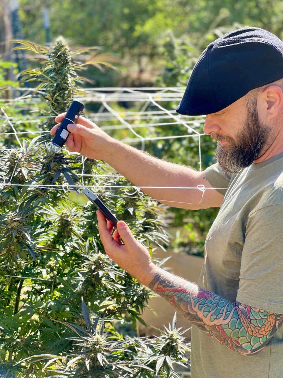 Gallery - CloudWalker Farm