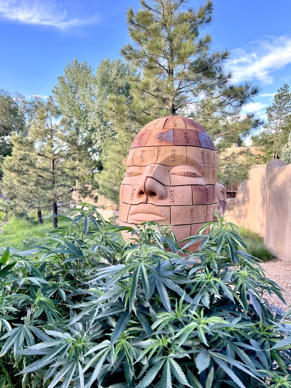 Gallery - CloudWalker Farm