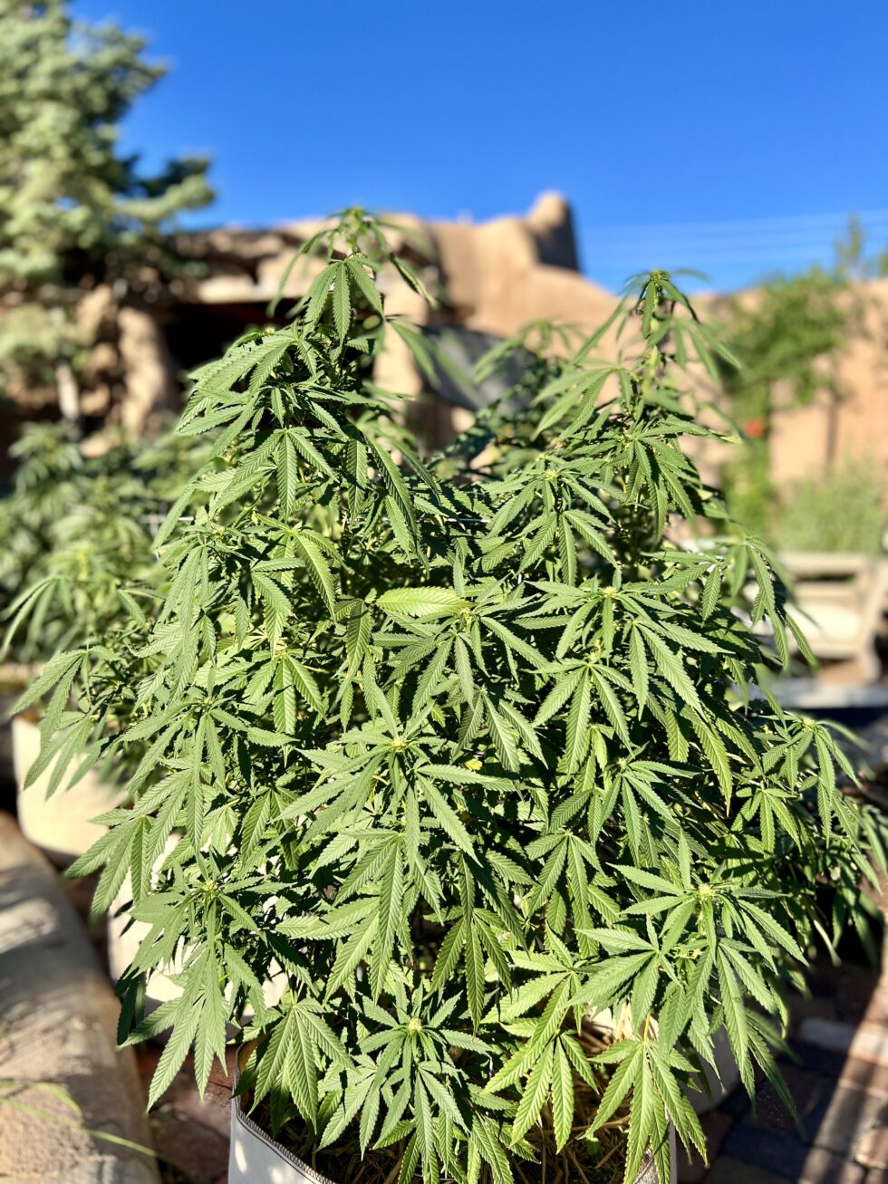 Gallery - CloudWalker Farm